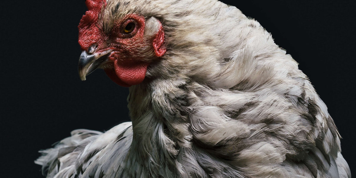 4 Chicken Health Problems And How To Fix Them | Supreme Grubs