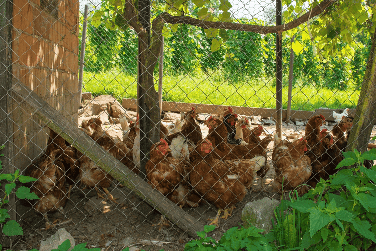 Chicken Enclosures: Secure and Safe Run Designs | Supreme Grubs