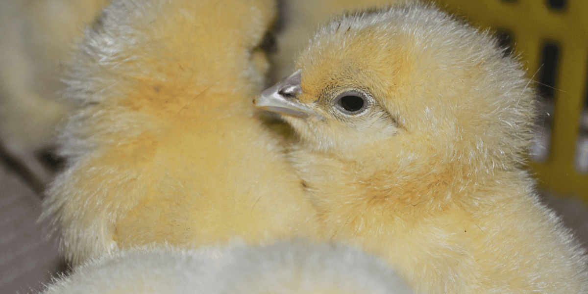 Incubation 101: Successfully Hatching Your Own Chicks | Supreme Grubs