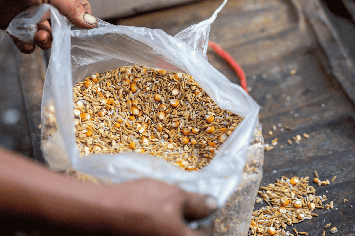 Make Your Own Affordable and Nutritious Chicken Feed Mix | Supreme Grubs