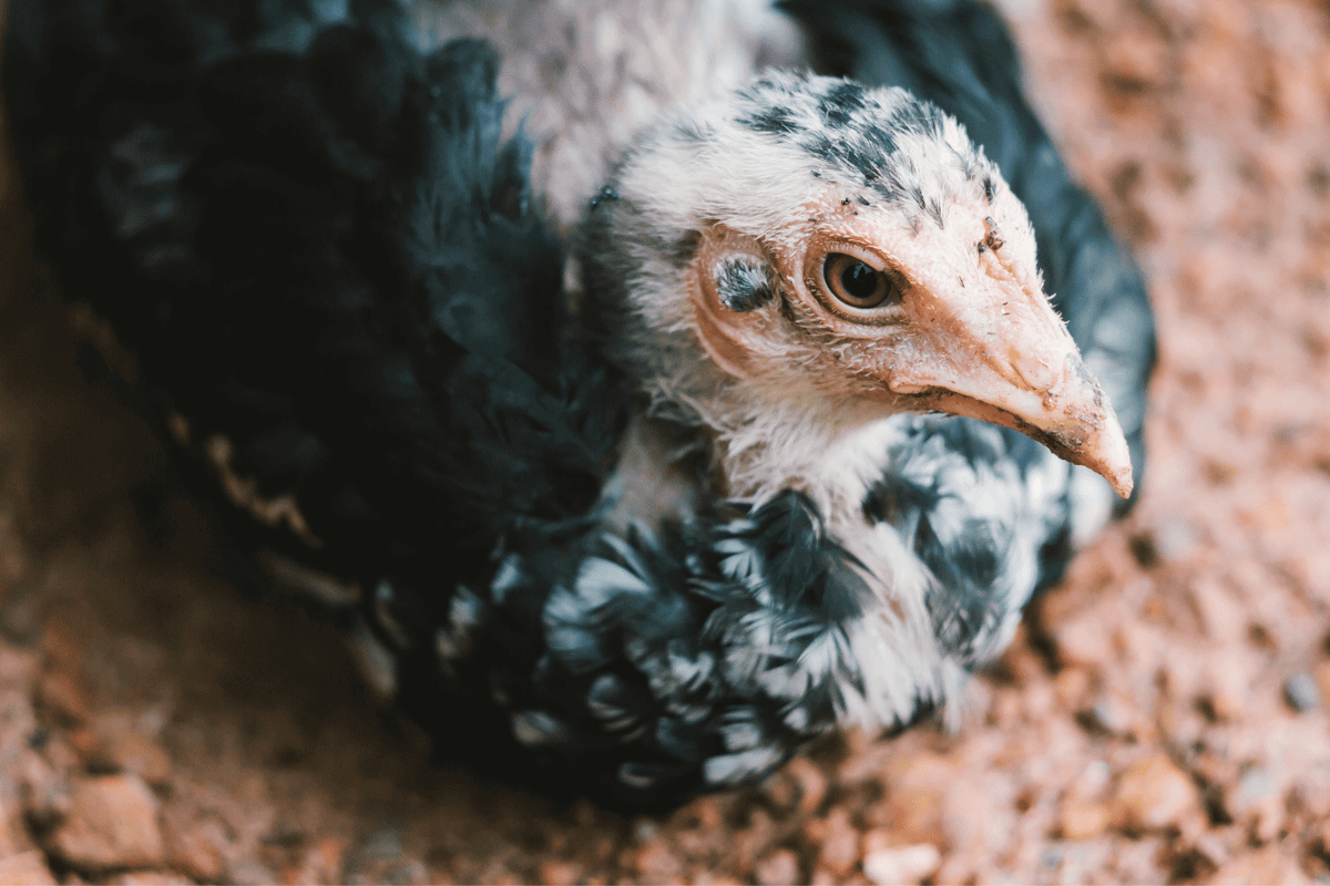 Chicken First Aid: How to Handle Common Health Emergencies | Supreme Grubs