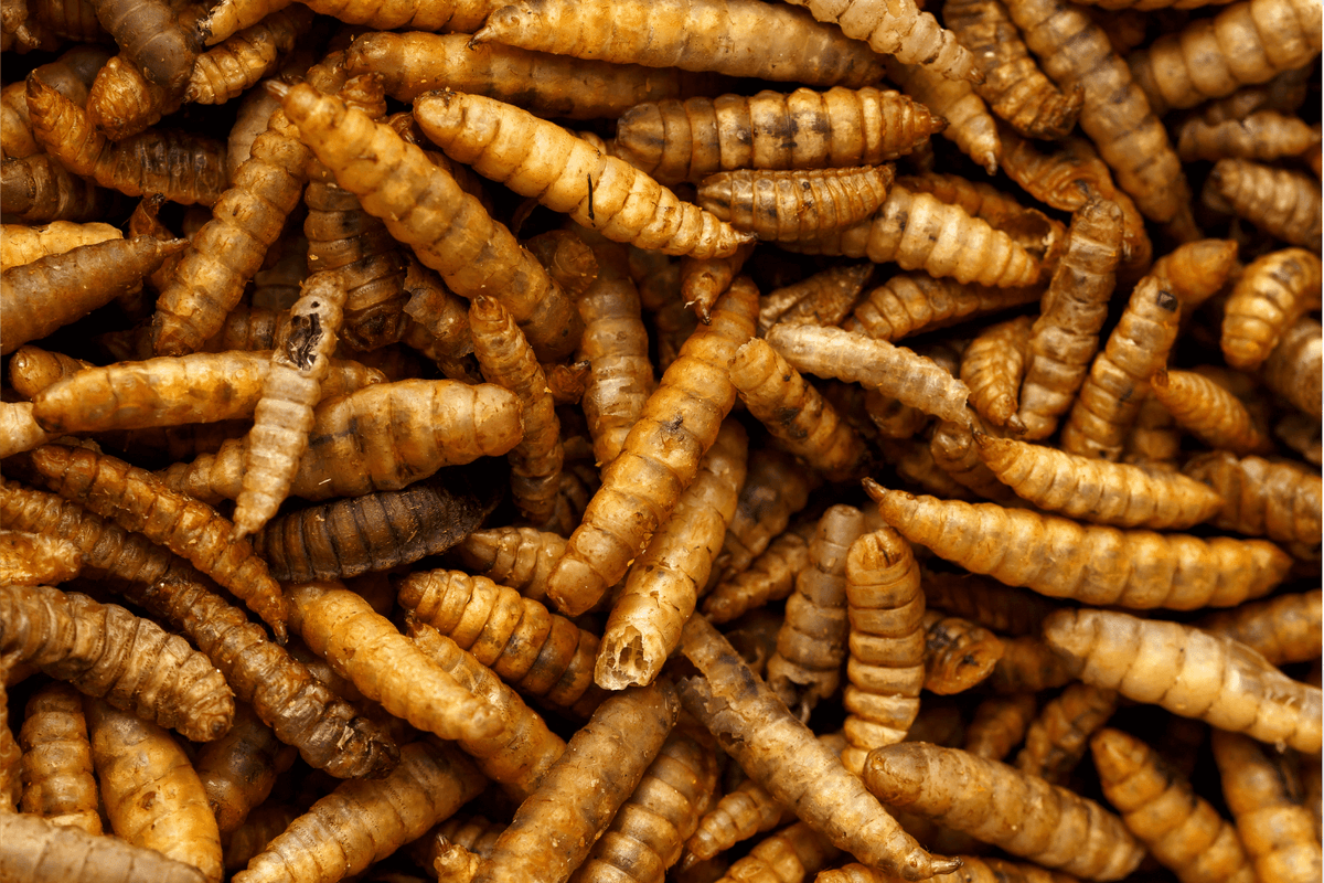 Why Dried Grubs are the Best Treat for Your Backyard Flock | Supreme Grubs