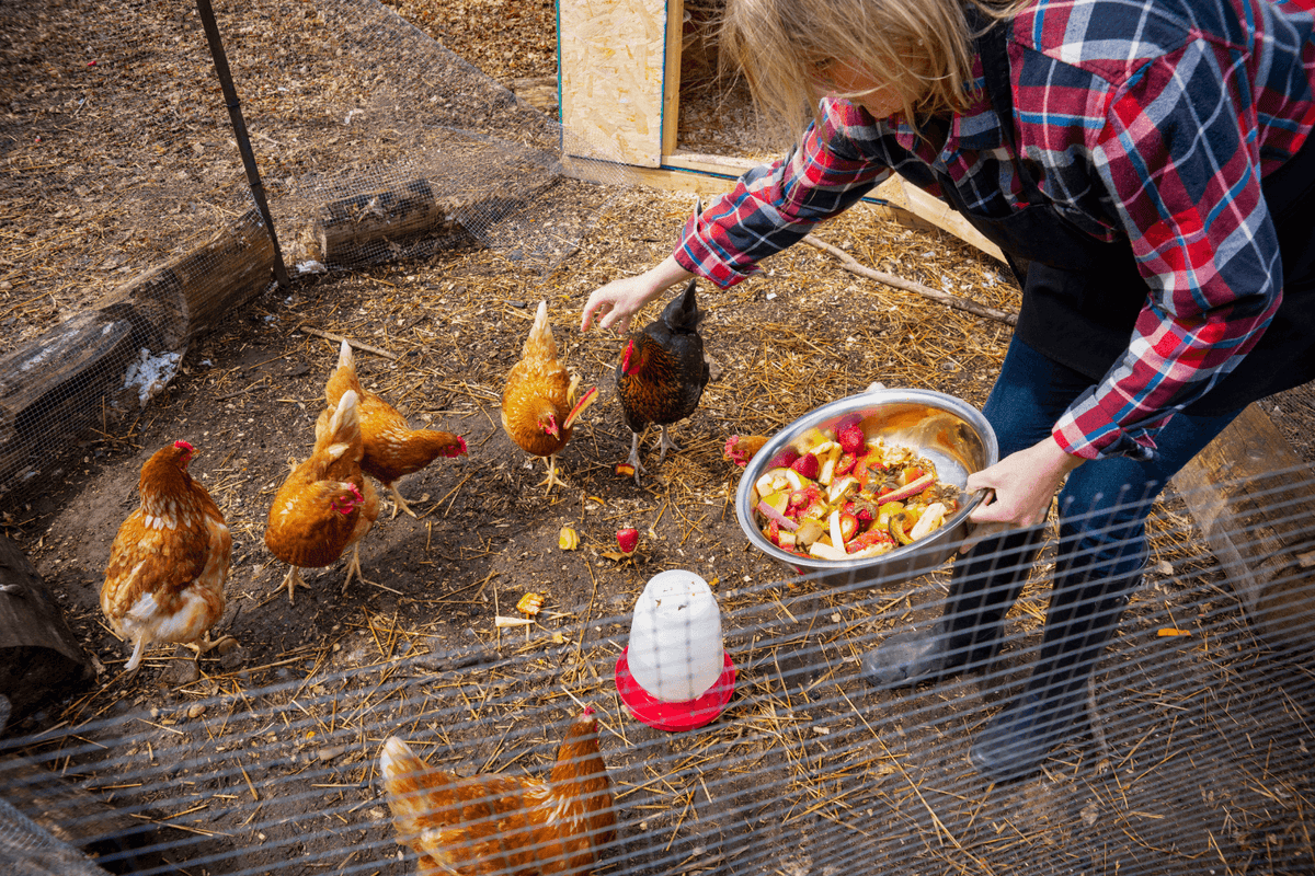 Here are the Foods You Should Never Give to Your Chickens | Supreme Grubs